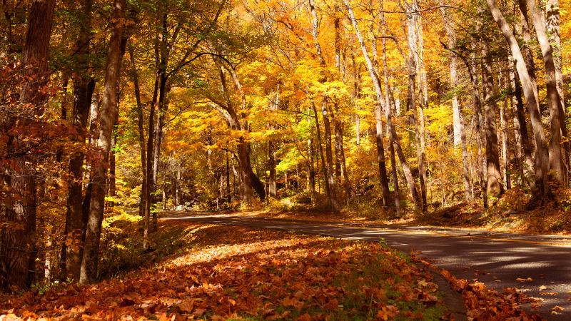 Visit These Knoxville Destinations for Fall Leaf Peeping | Crye-Leike